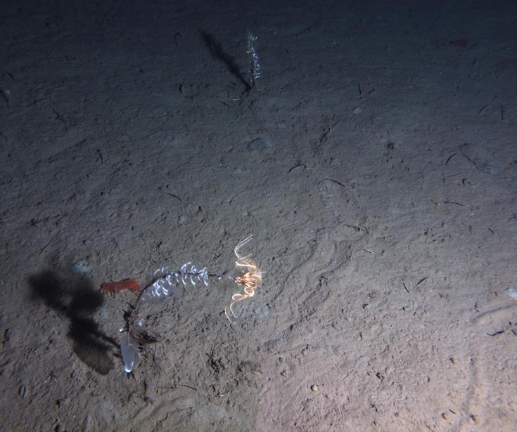 Autonomous robotic rover helps scientists with long-term monitoring of ...