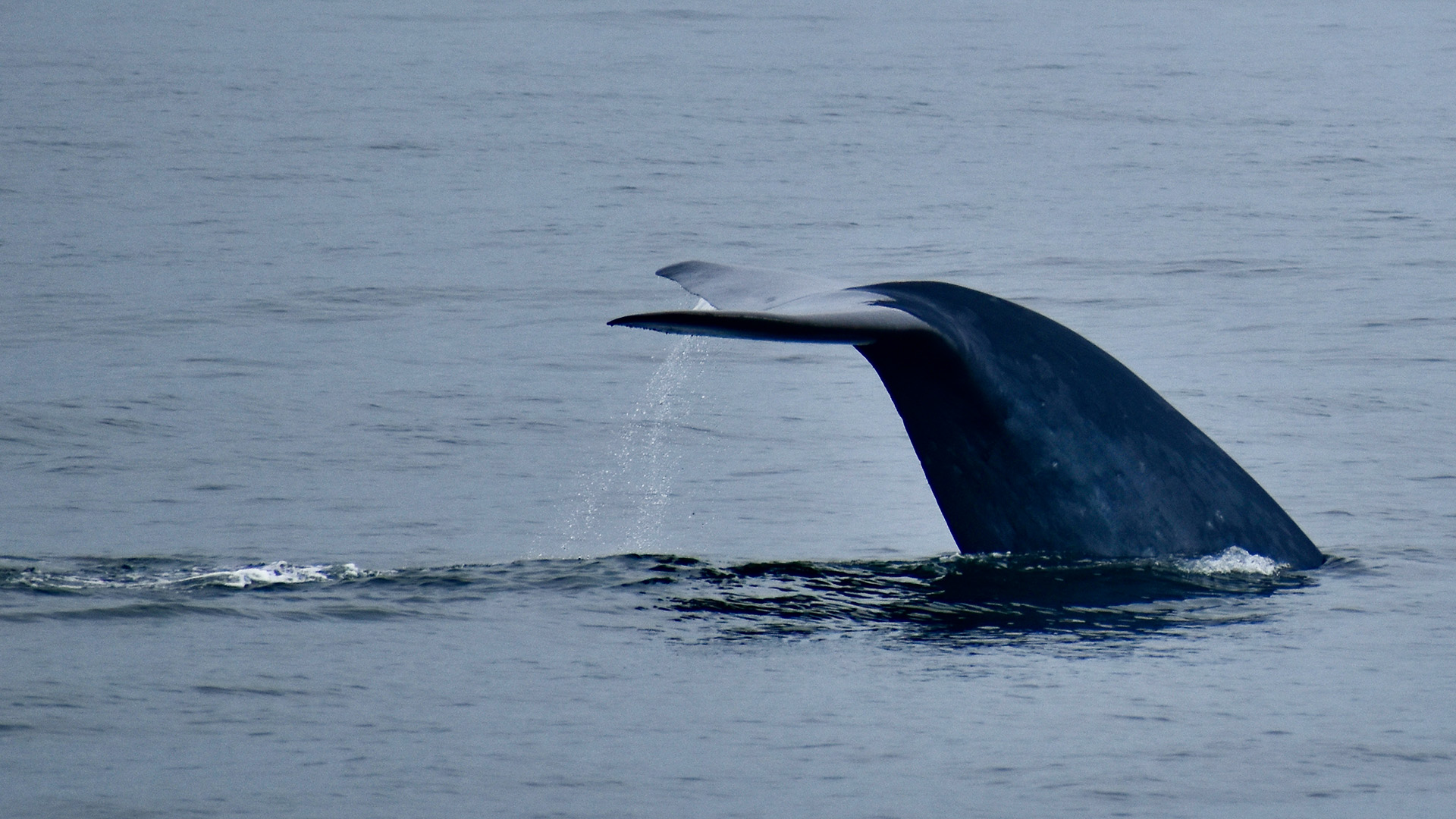 Blue Whale Observatory • MBARI