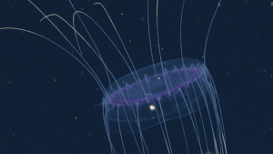 New underwater camera records stunning 4K video of deep-sea animals and habitats • MBARI