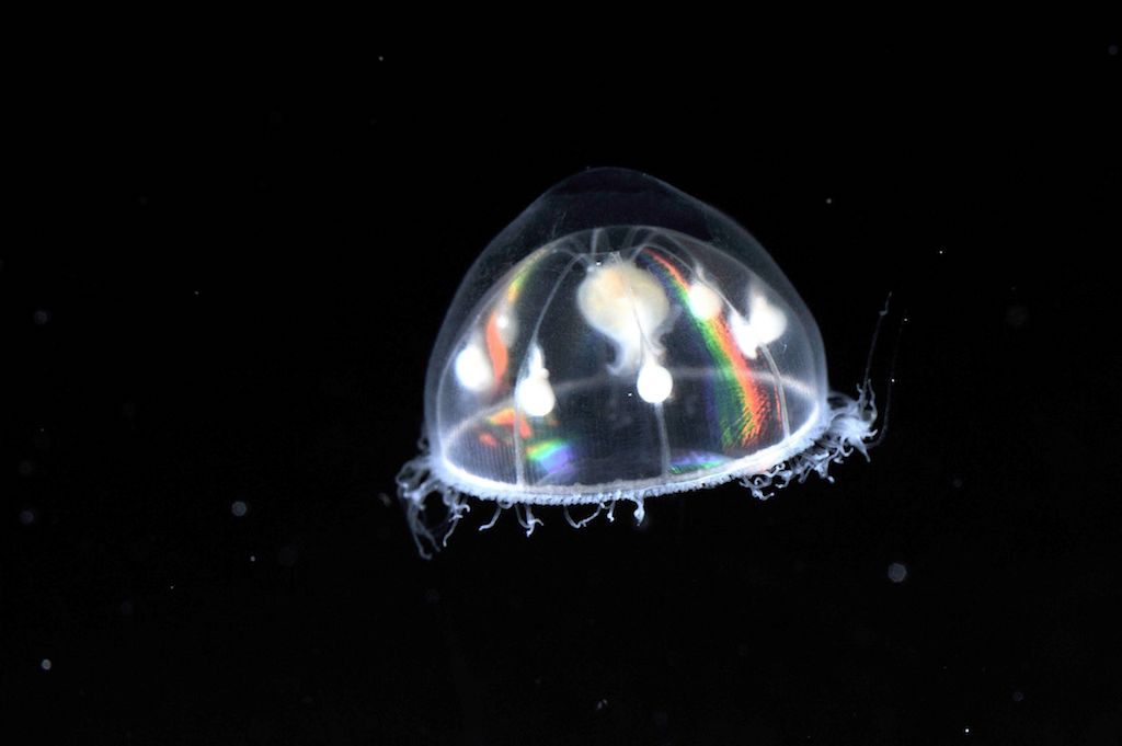 Psychedelic jelly • MBARI