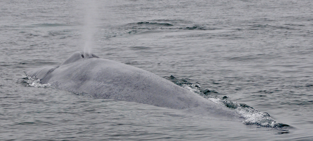Sound provides new insight into the lives of blue whales • MBARI