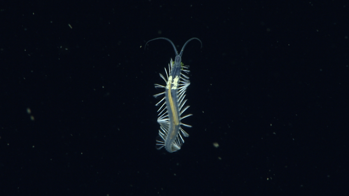 Bomber worm • MBARI