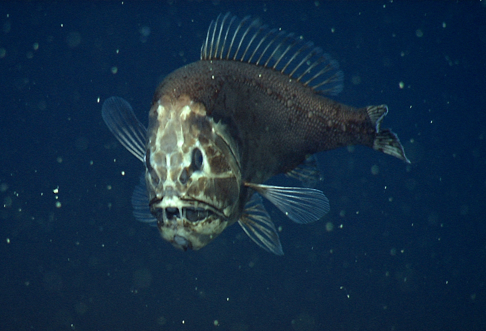 ROV Ventana • MBARI