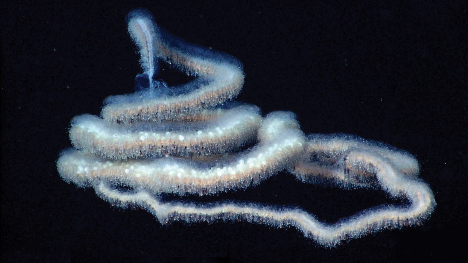 Deep-Sea Wallpapers • MBARI