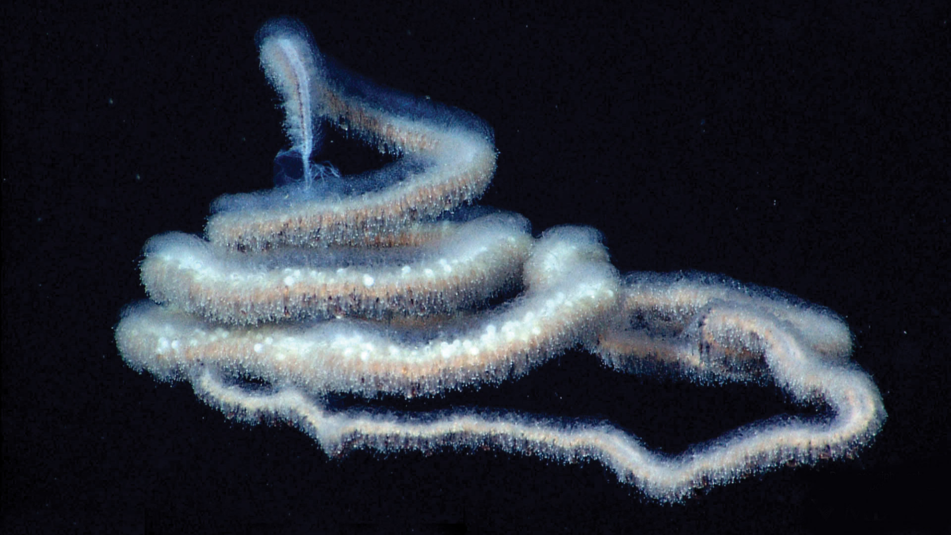 Woolly siphonophore • MBARI