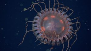 Deep-sea crown jelly • MBARI