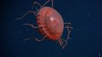 Scientists discover a new species of deep-sea crown jelly in Monterey ...