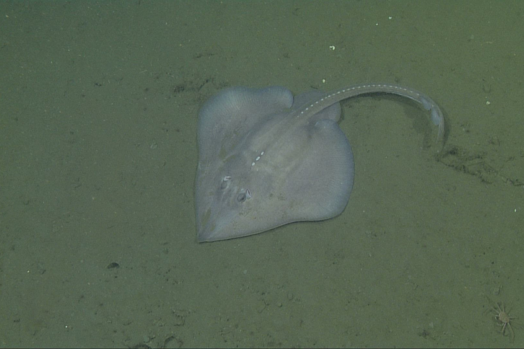 Deep-sea skate • MBARI