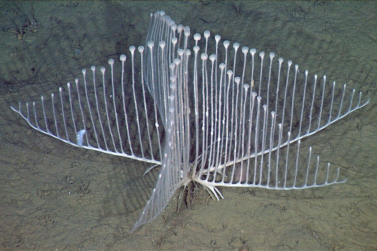 Animals of the Deep • MBARI