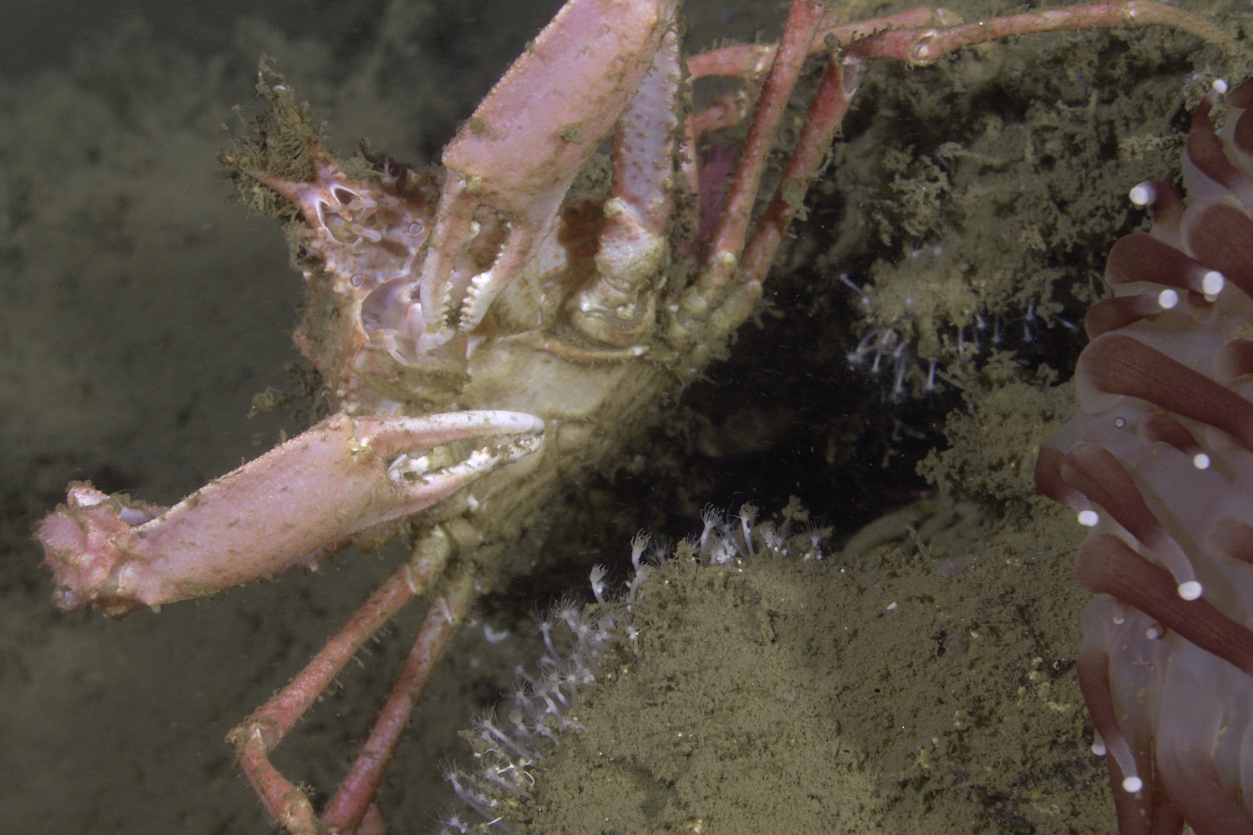 New video features highlights of MBARI’s deep-sea exploration in 2025 ...