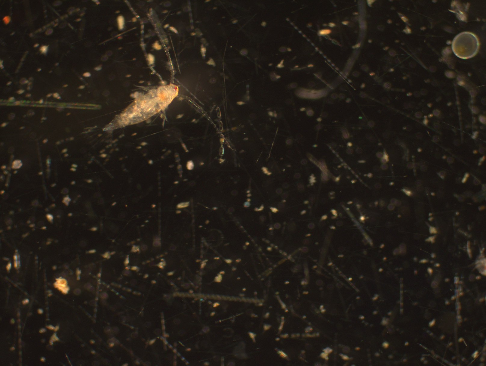 Sampling and Identifying Marine Zooplankton • MBARI