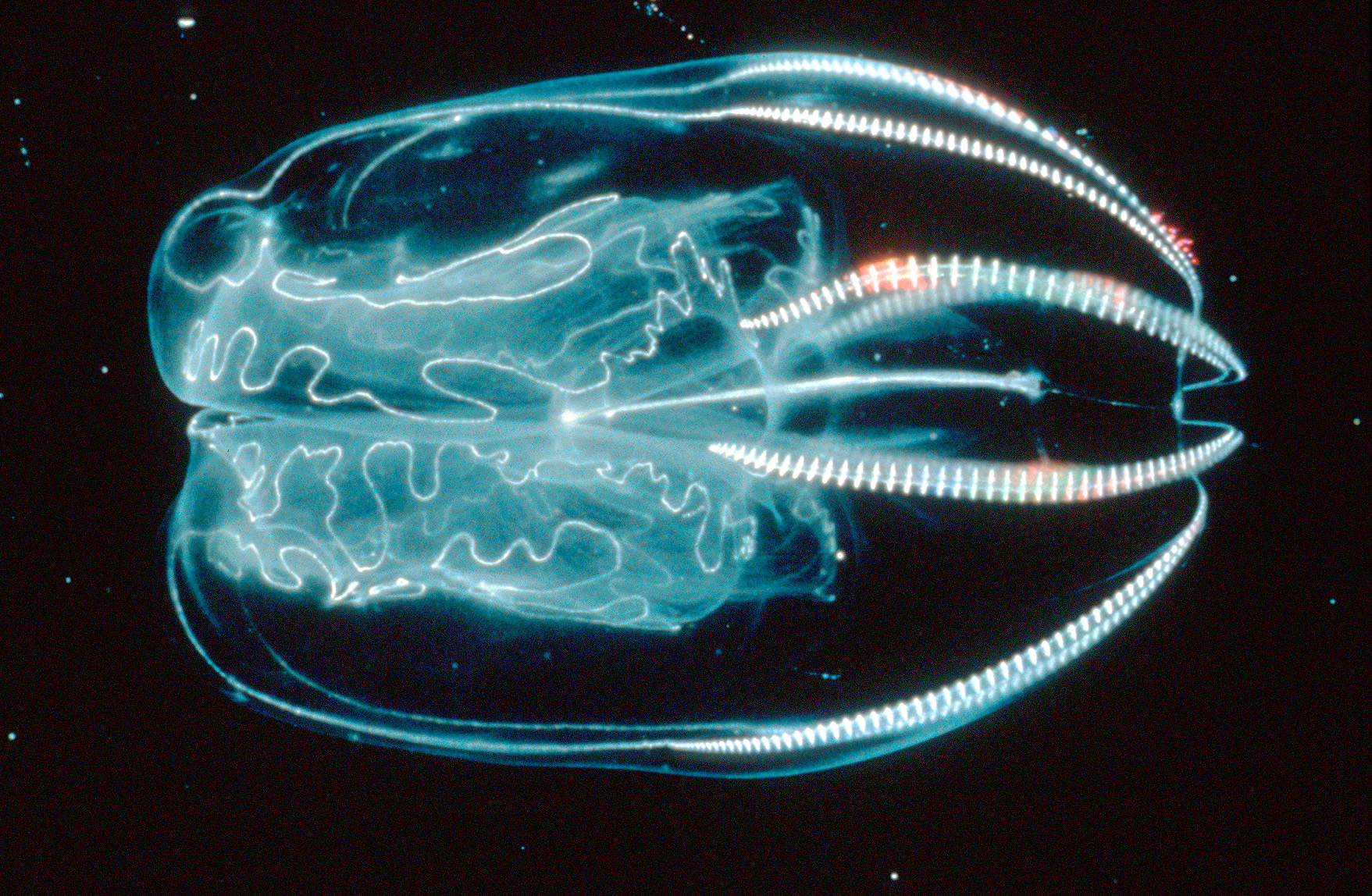 Biodiversity and Biooptics • MBARI