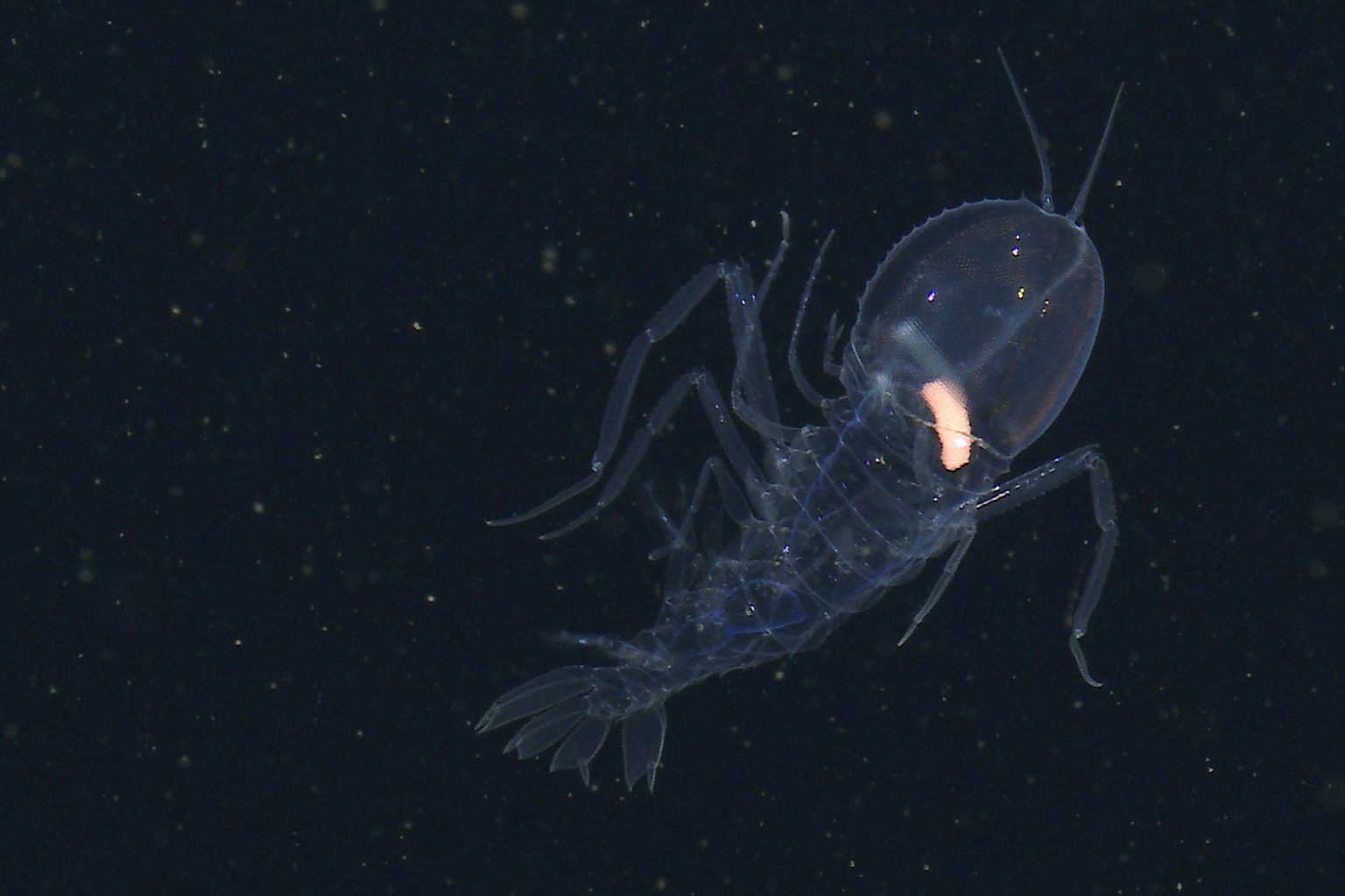 Animals of the Deep • MBARI