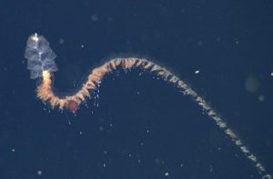 Gulf of California 2015, Leg 3 – Biodiversity and Biooptics – Log 2 • MBARI