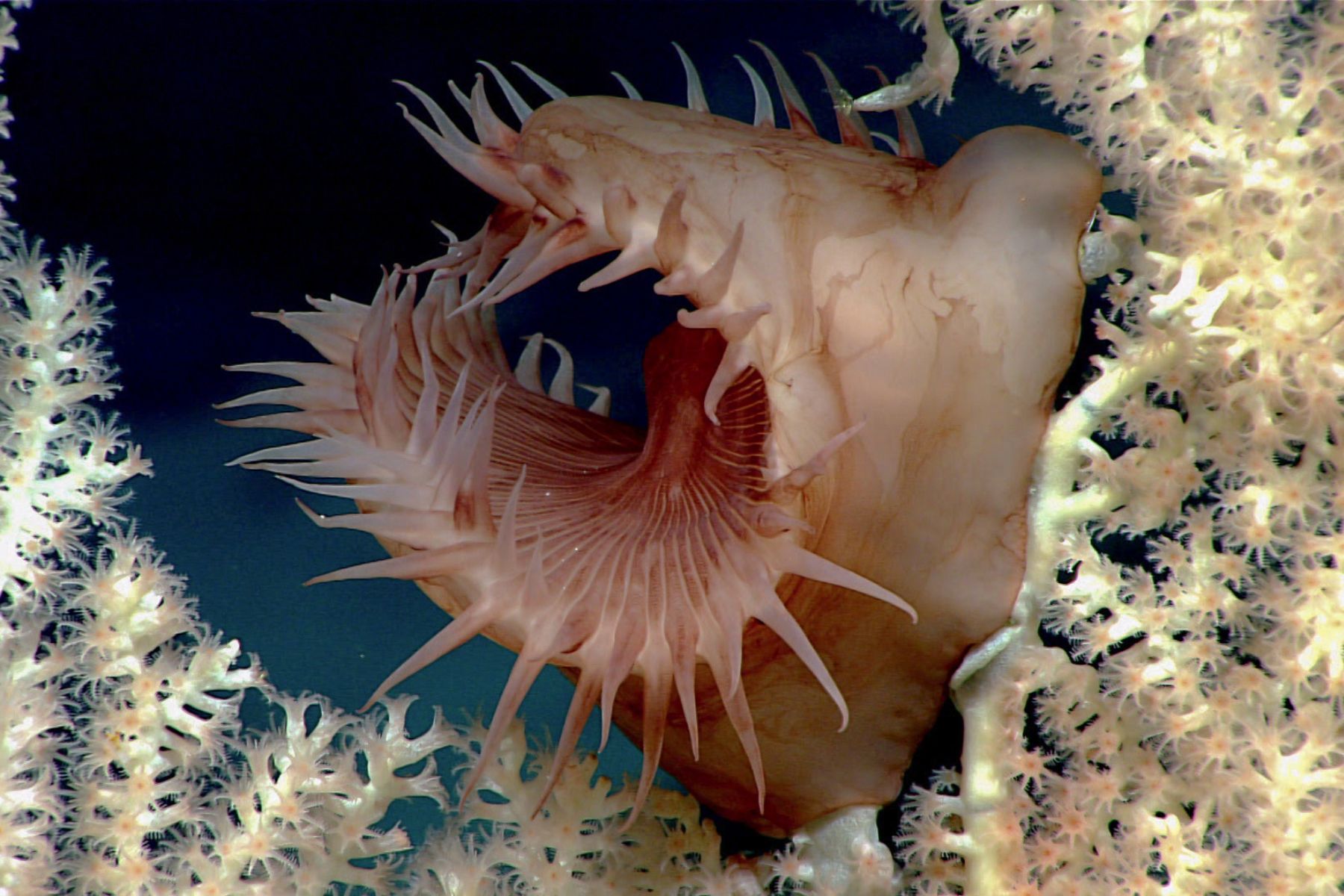 Guess the Ocean Animal • MBARI