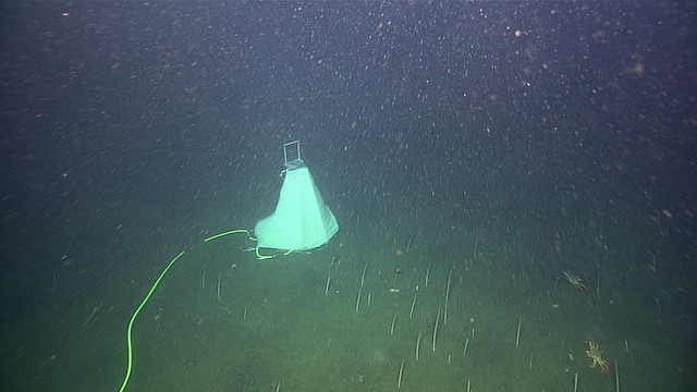 Sound reveals giant blue whales dance with the wind to find food • MBARI