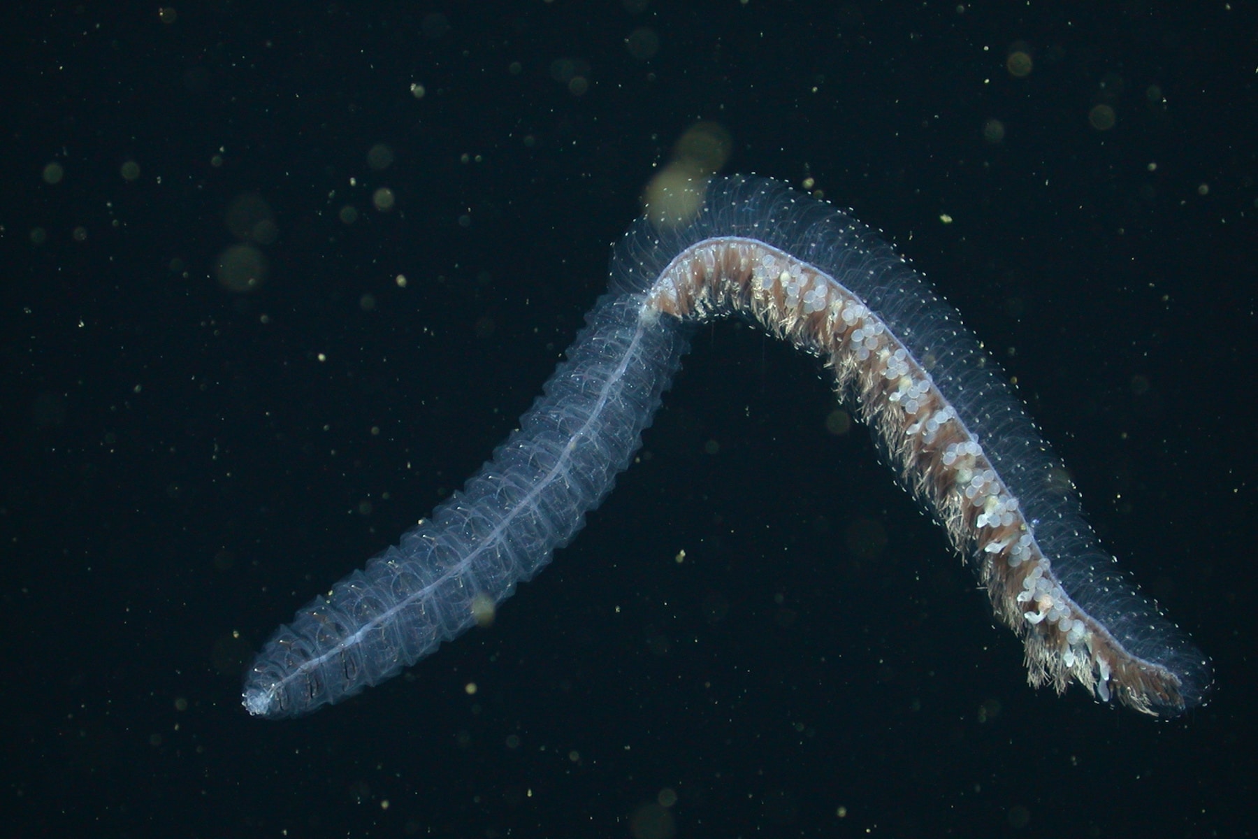 Angler siphonophore • MBARI