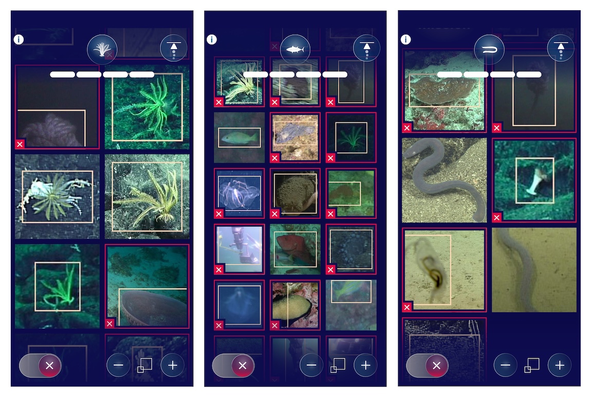 MBARI and FathomNet partners release new version of FathomVerse app • MBARI