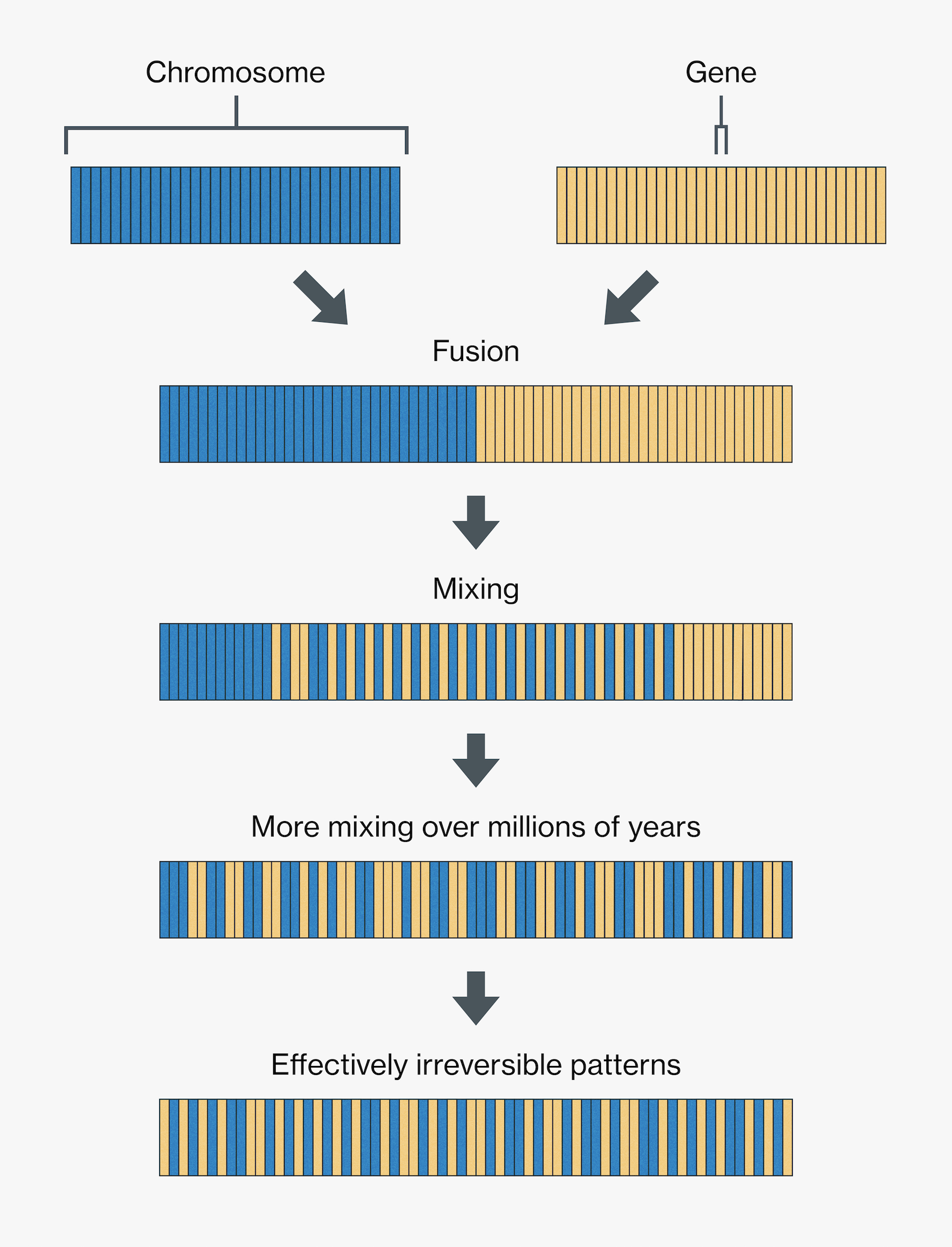 Genetic research offers new perspective on the early evolution of ...