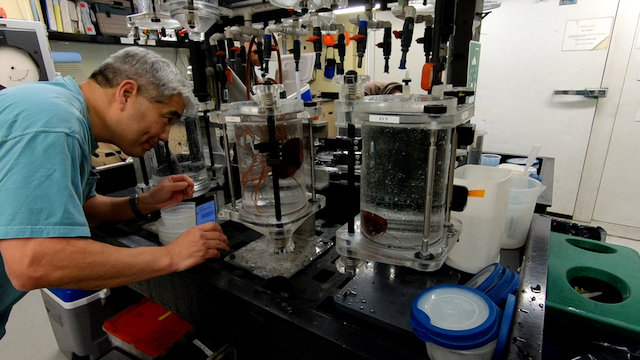 Scientists discover a new species of deep-sea crown jelly in Monterey ...