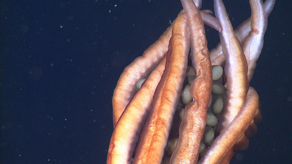 MBARI's advanced underwater robots discover deep-sea squid that broods ...