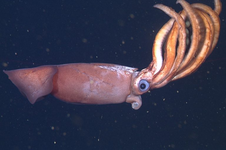 Armhook squid • MBARI