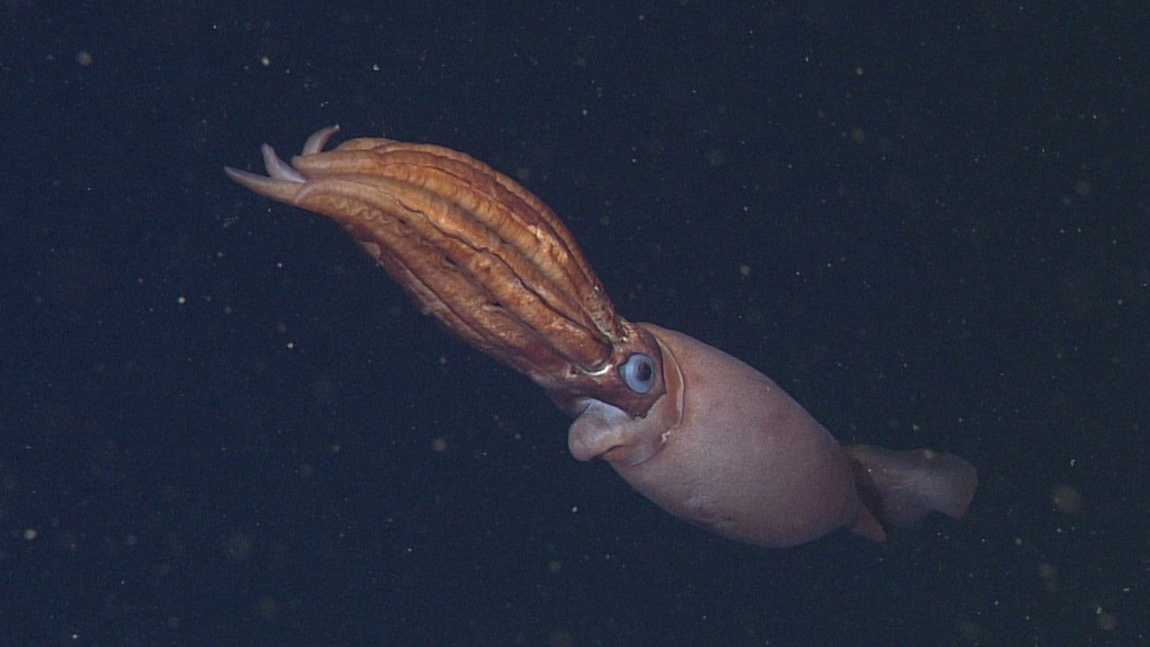 MBARI's advanced underwater robots discover deep-sea squid that broods giant eggs • MBARI
