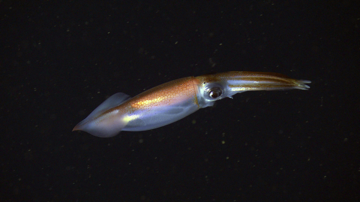New underwater camera records stunning 4K video of deep-sea animals and ...