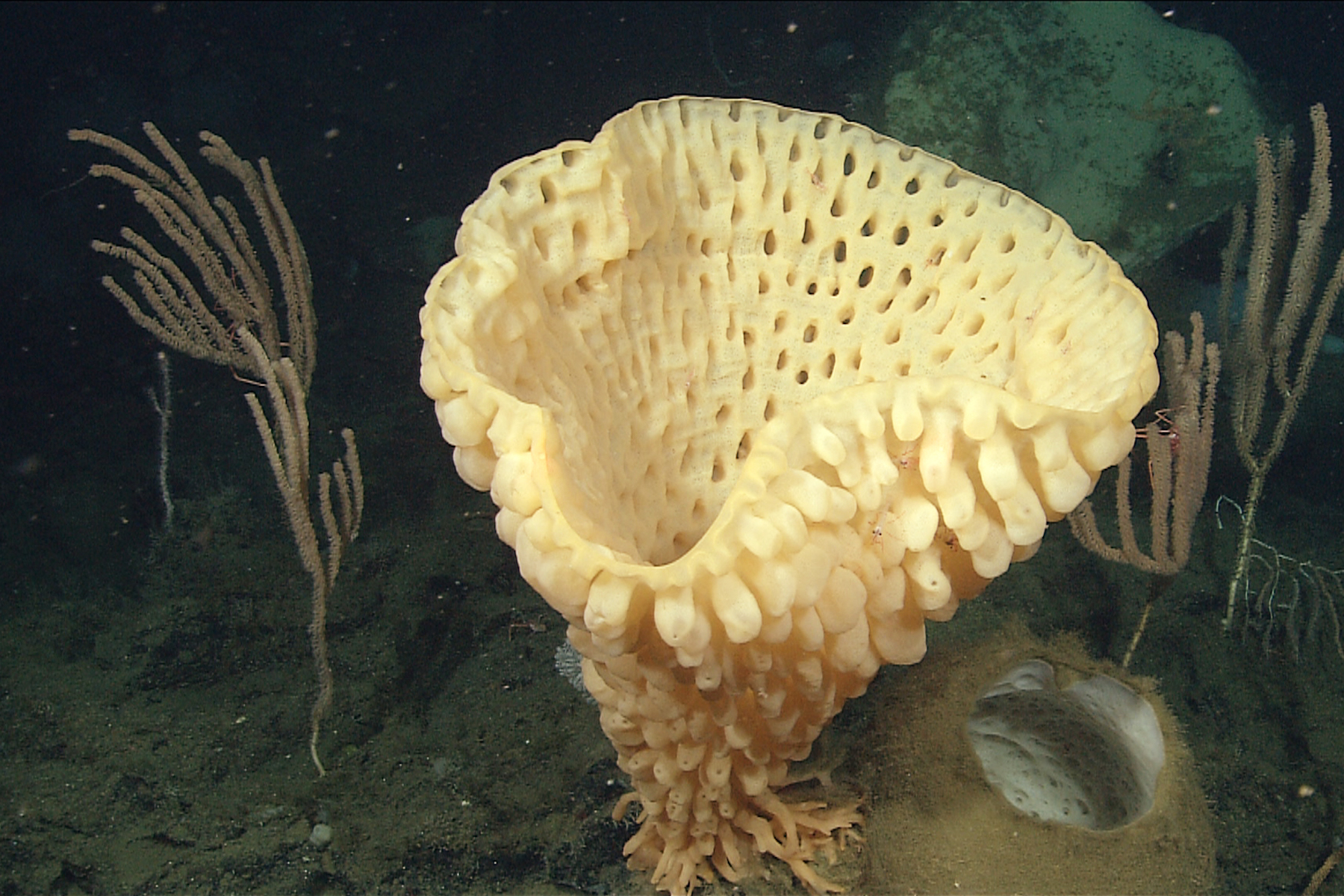 Fingered goblet sponge • MBARI
