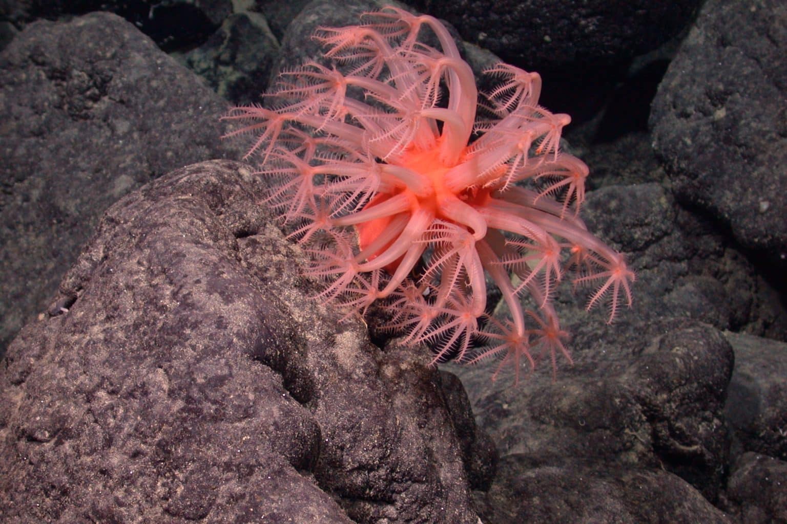 Animals of the Deep • MBARI