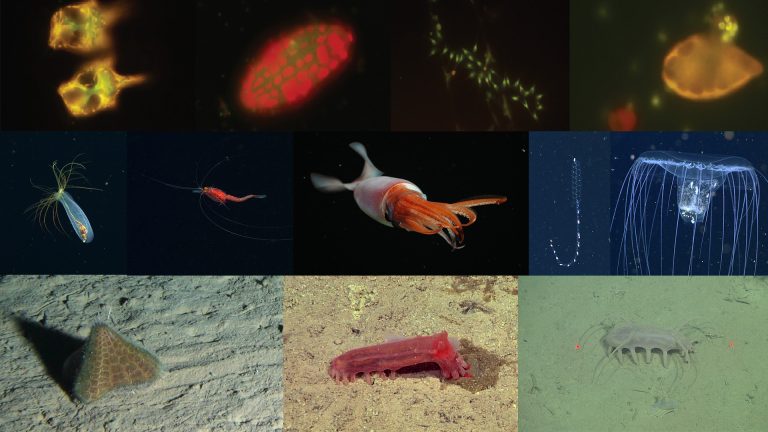 Biodiversity • MBARI