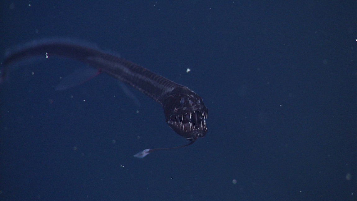 Deep Sea Dragonfish Deep Sea Dragonfish