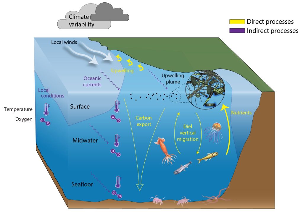Integrated View of Surface-to-Seafloor Biological Communities • MBARI