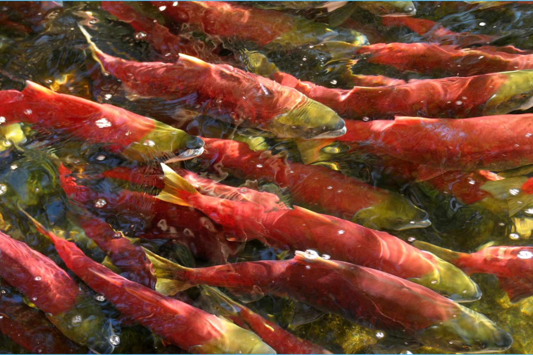 Is Climate Change Impacting Salmon Populations? • MBARI