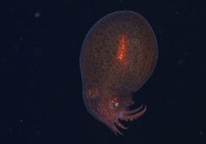 Gulf of California 2015, Leg 2 – Midwater Ecology - Log 4 • MBARI