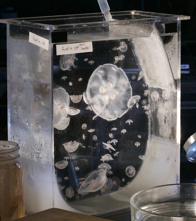 MBARI mourns the passing of visionary marine biologist William Hamner ...