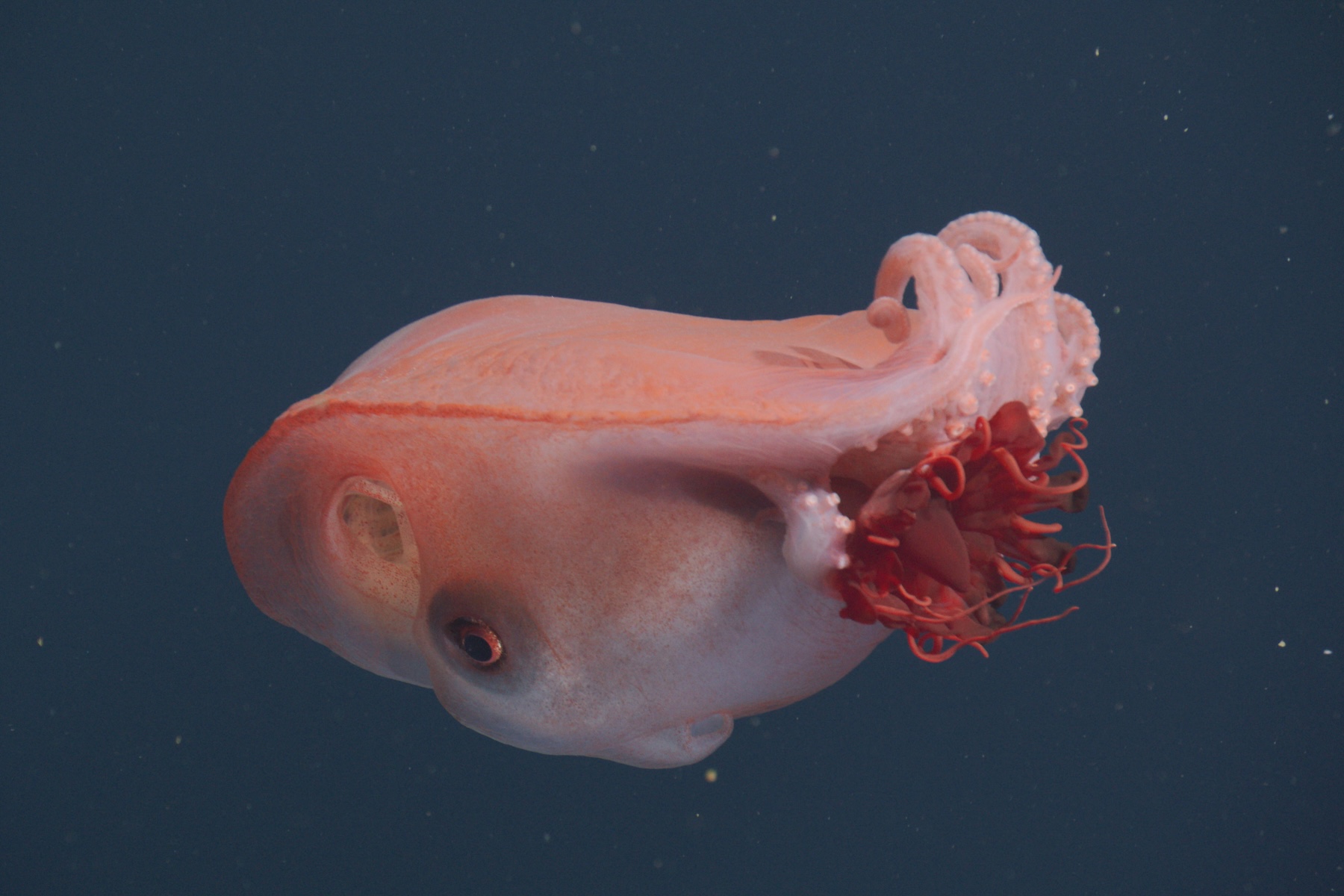 Mapping the next Hawaiian island • MBARI