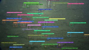 Ocean Vision AI uses the power of artificial intelligence to process ...