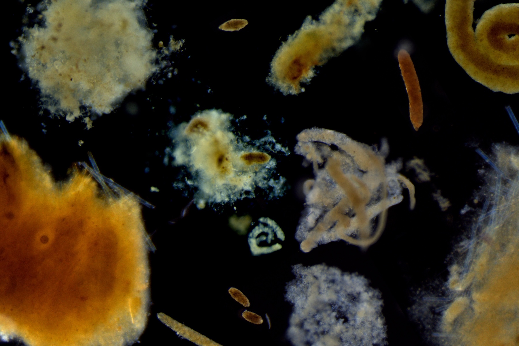 Chasing Marine Snowstorms: Spring 2026 • MBARI