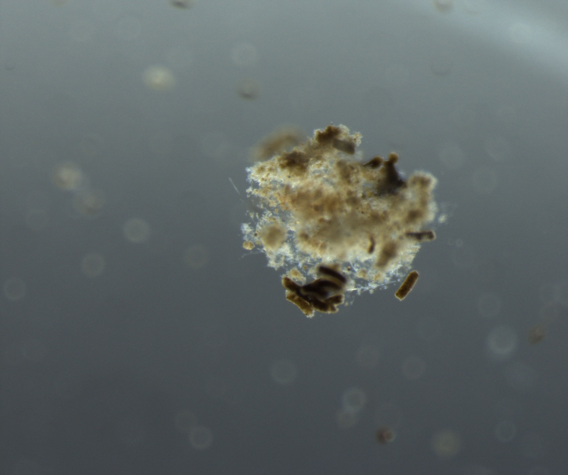 Marine snow provides new clues about the export of carbon to the deep ...