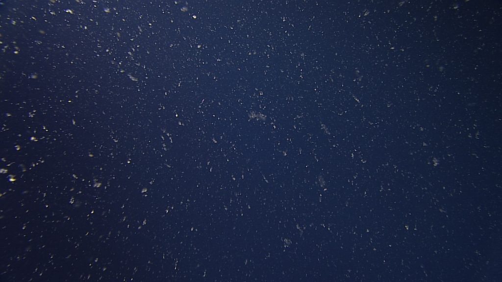 Marine snow provides new clues about the export of carbon to the deep ...