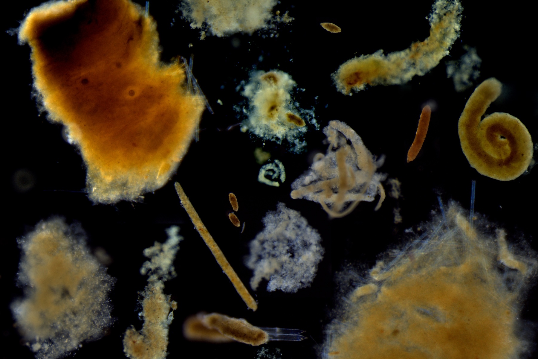 Marine snow provides new clues about the export of carbon to the deep ...