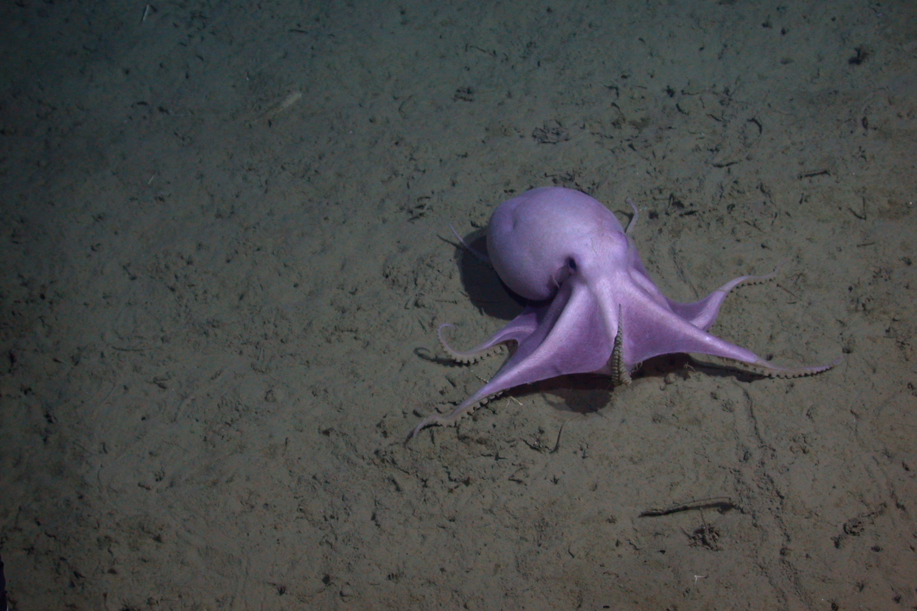 Pearl octopus • MBARI