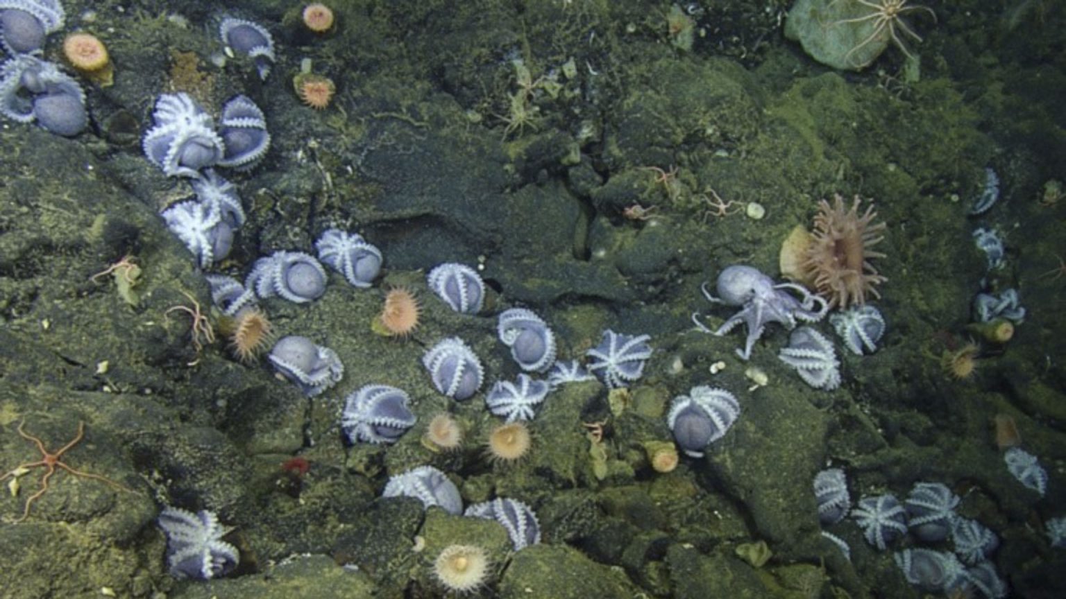 The Octopus Garden • MBARI
