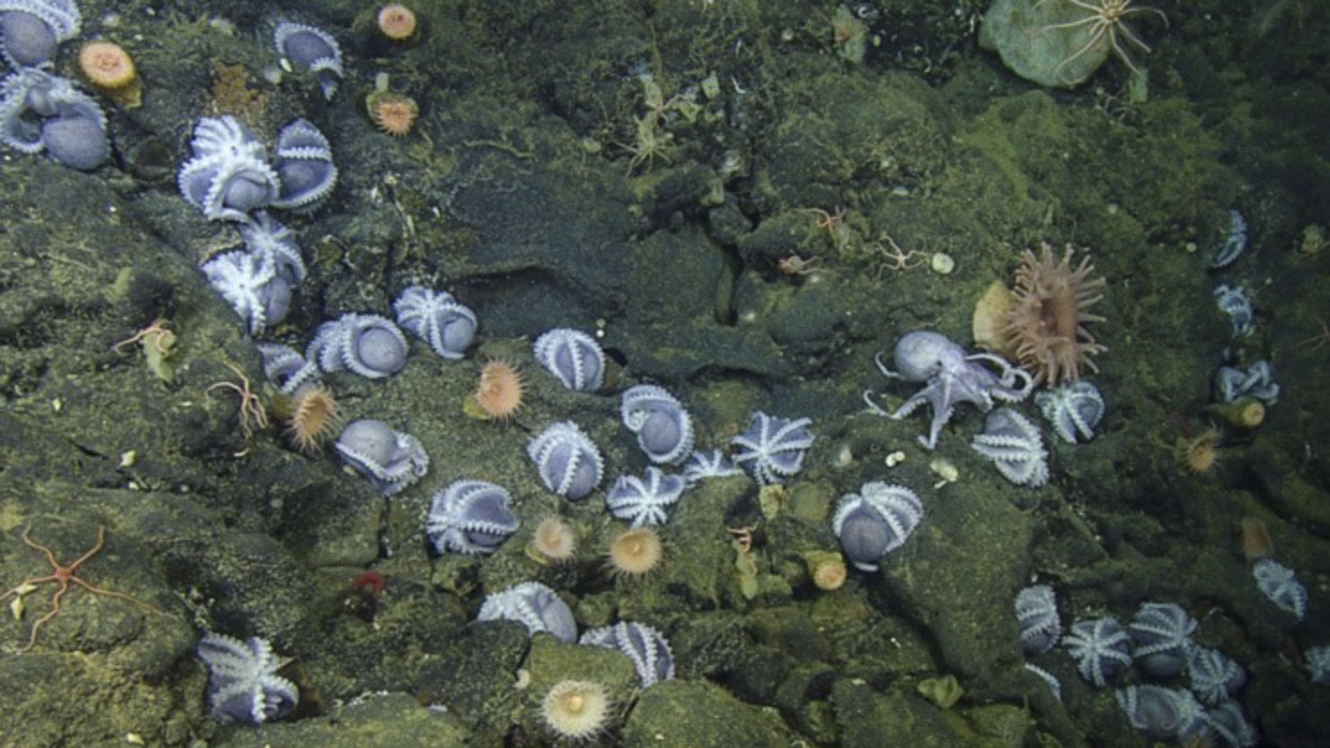 The Octopus Garden • MBARI