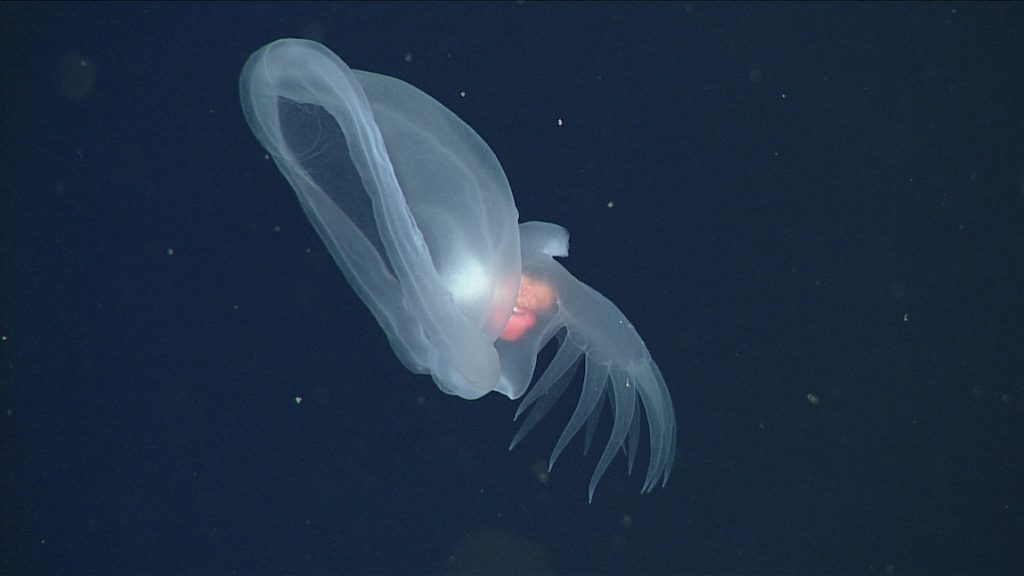 MBARI researchers discover remarkable new swimming sea slug in the deep sea • MBARI