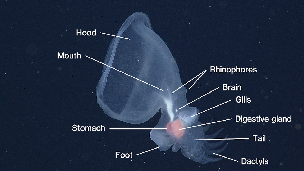 MBARI researchers discover remarkable new swimming sea slug in the deep ...