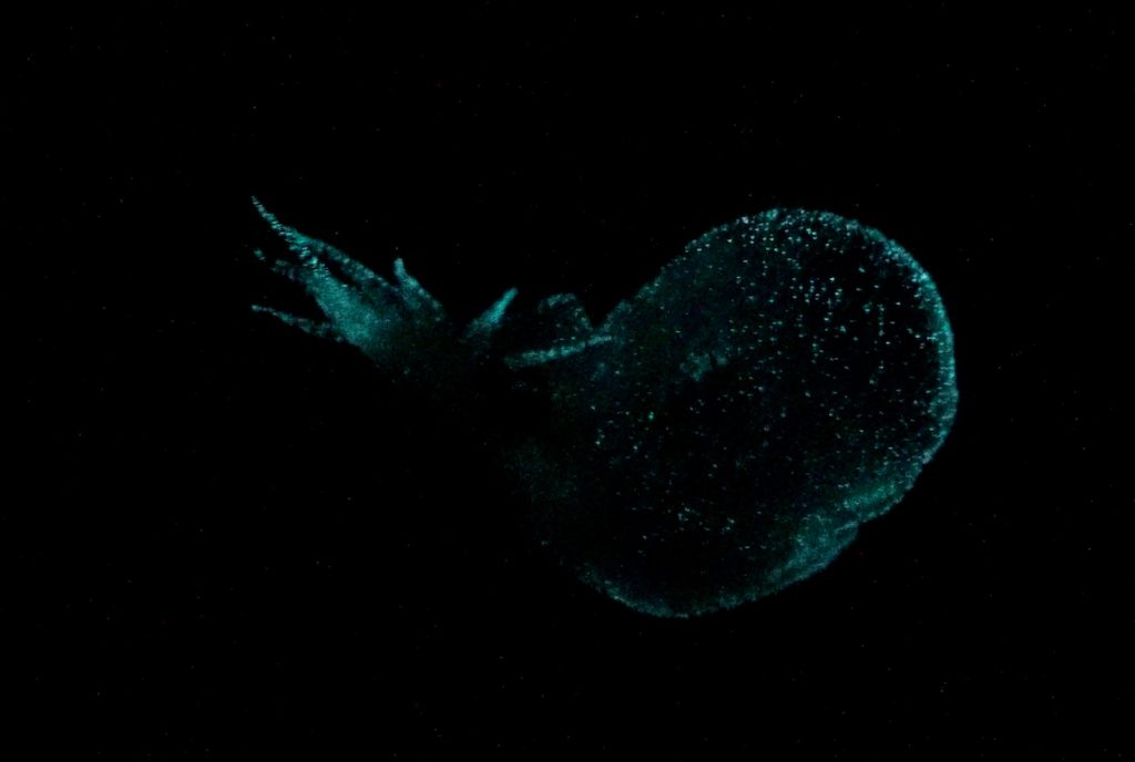 MBARI researchers discover remarkable new swimming sea slug in the deep ...