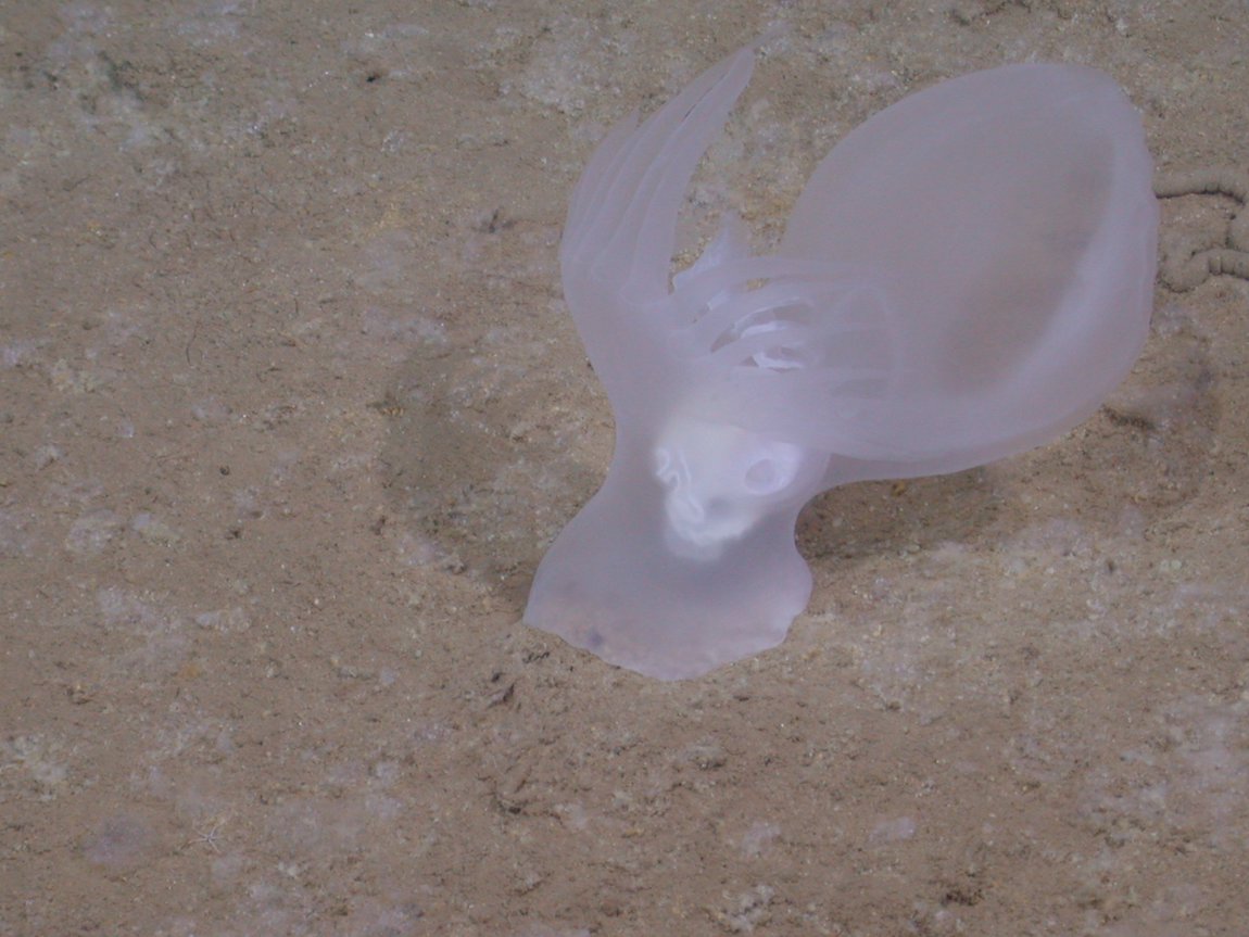 MBARI researchers discover remarkable new swimming sea slug in the deep ...