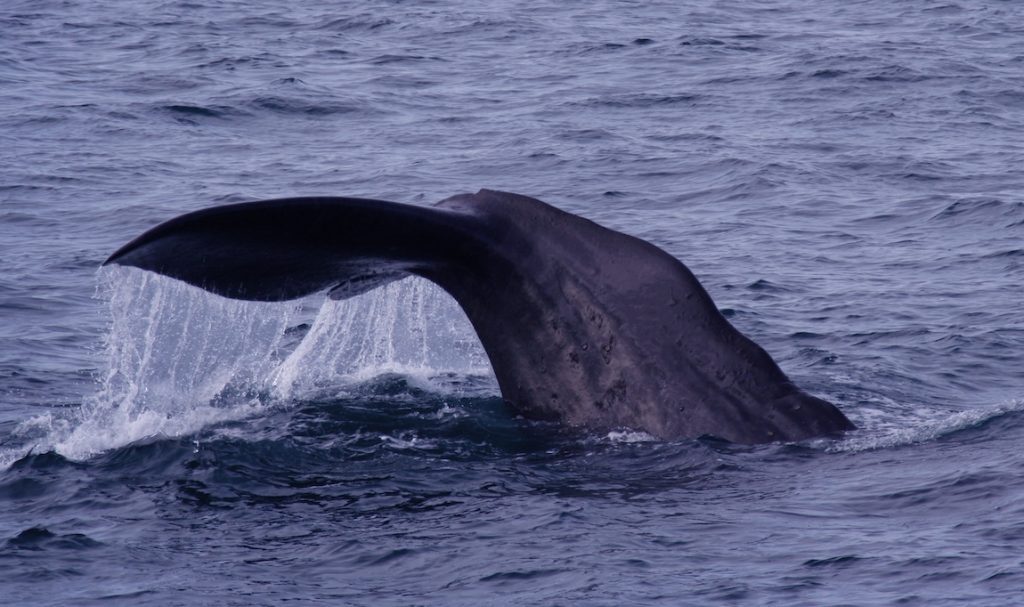 Sound provides new information about the secret lives of sperm whales ...